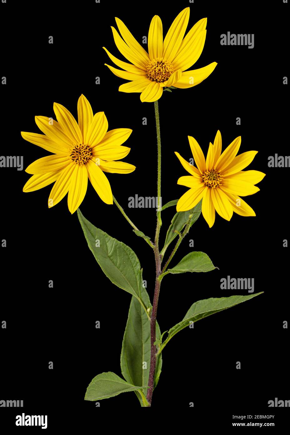 Flowers of Jerusalem Artichoke (Earth Apple), lat. Helianthus tuberosus ...