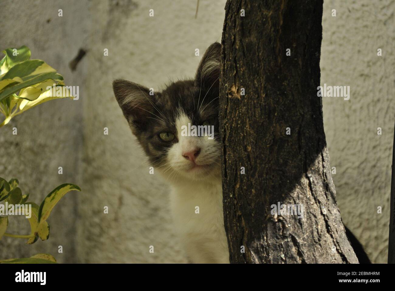 Cat in the garden hiding behind a plant Stock Photo - Alamy