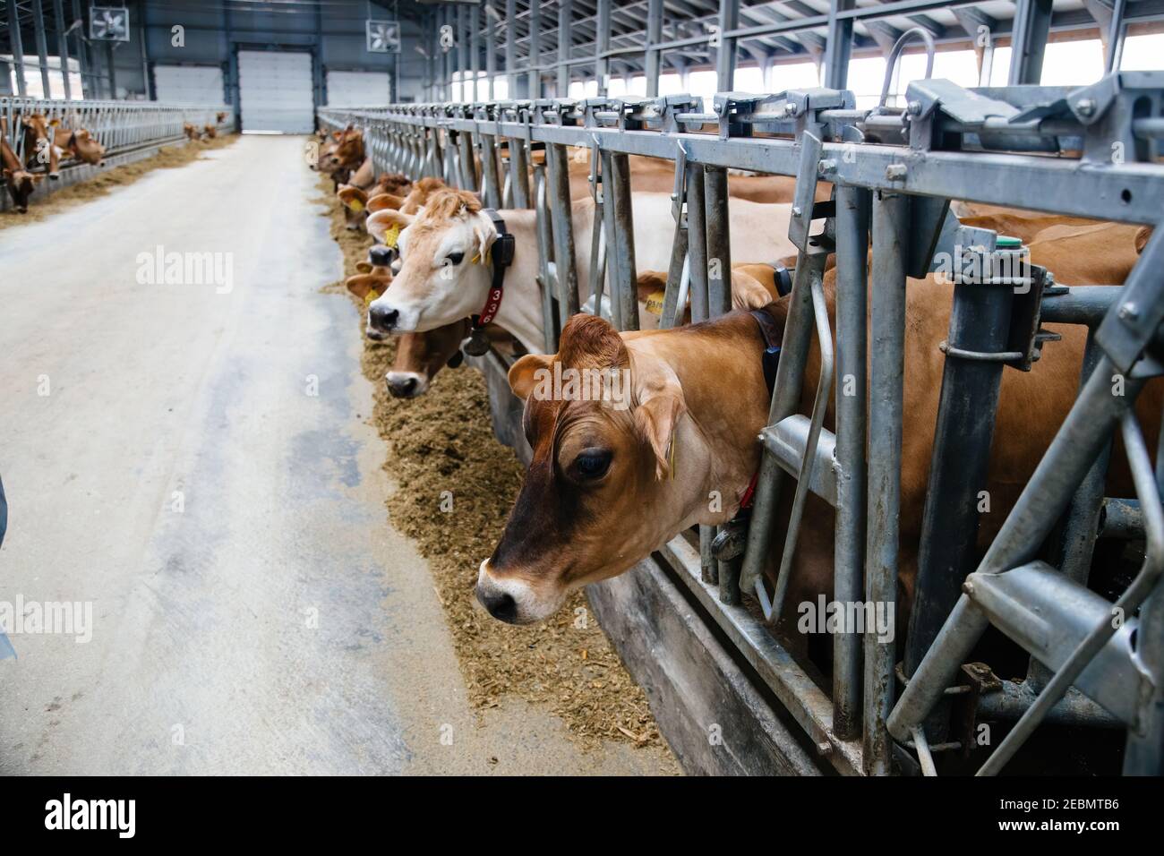 Jersey dairy cows in free livestock stall Stock Photo - Alamy