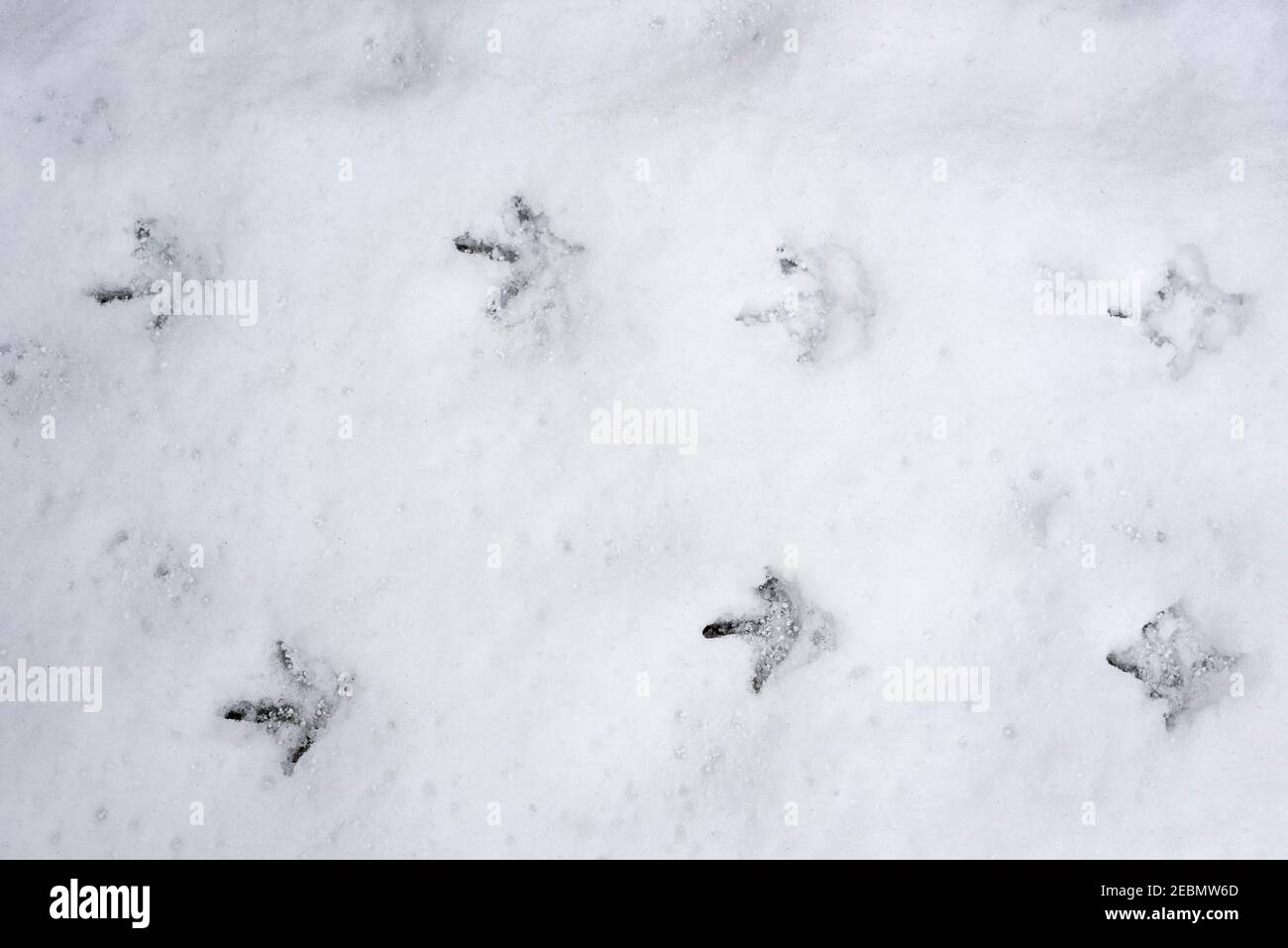 Common pheasant, Phasianus colchicus, walking footprints in winter snow ...