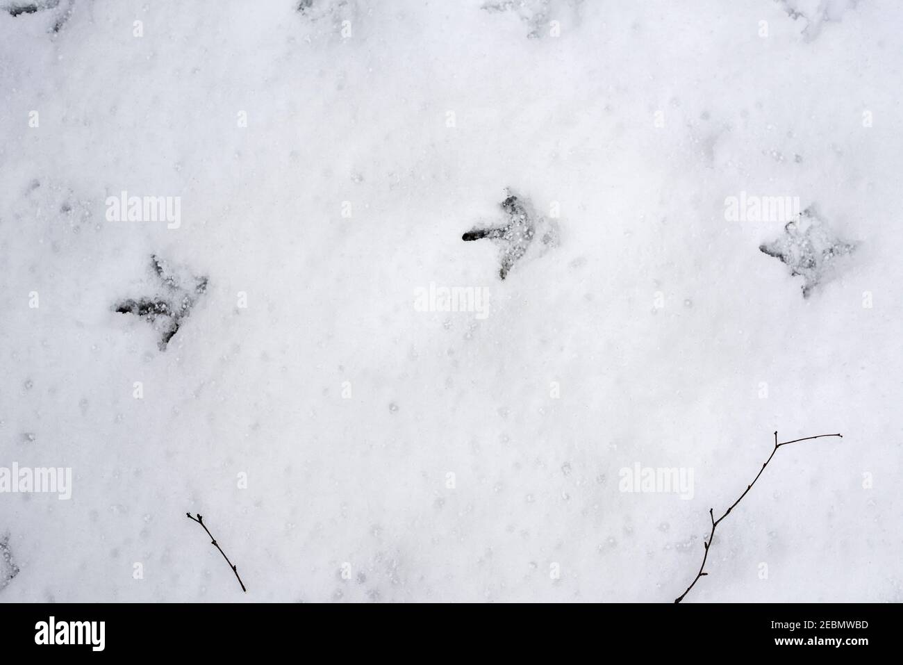 Common pheasant, Phasianus colchicus, walking footprints in winter snow ...