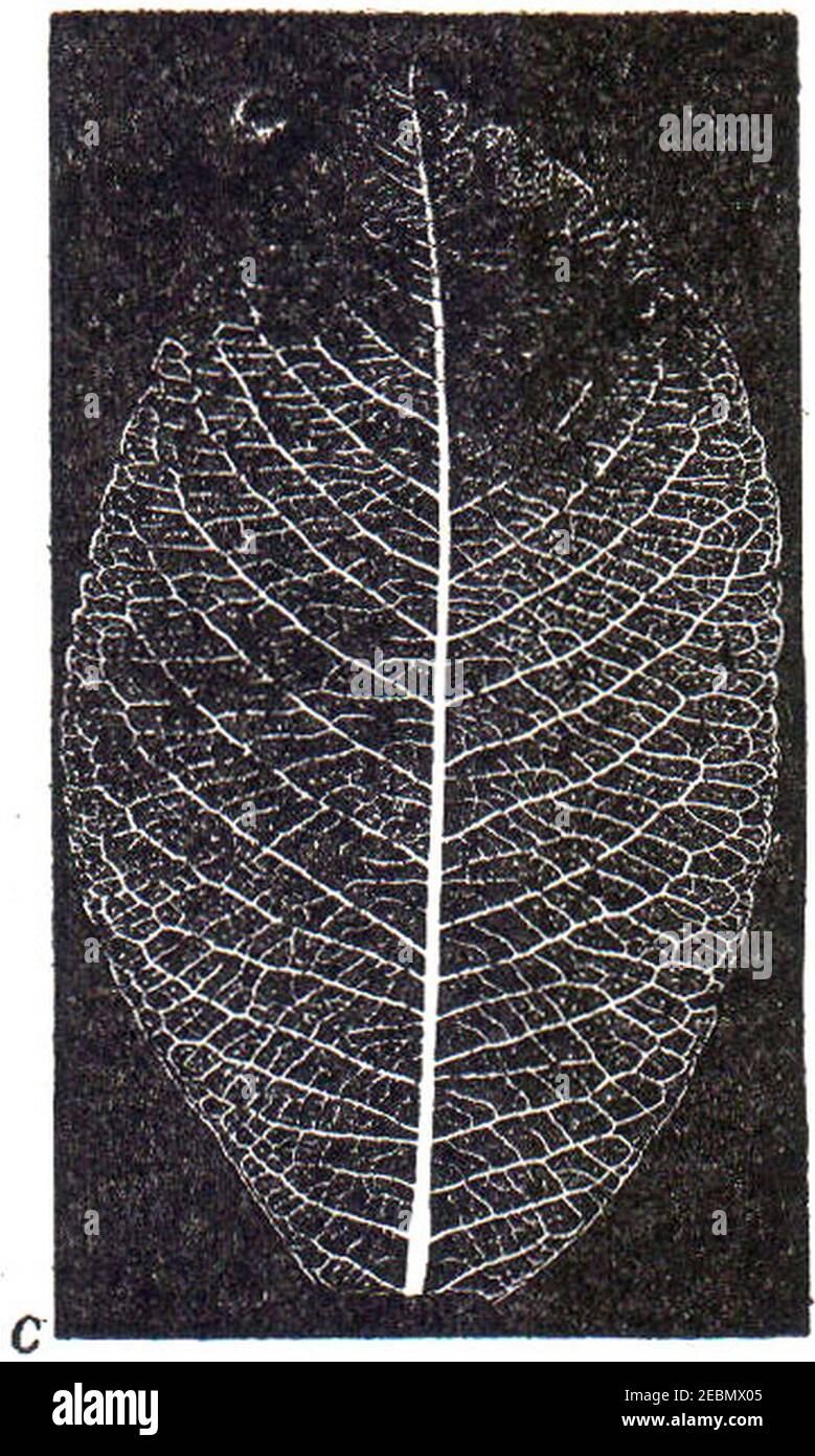 Net veined leaf Cut Out Stock Images & Pictures - Alamy