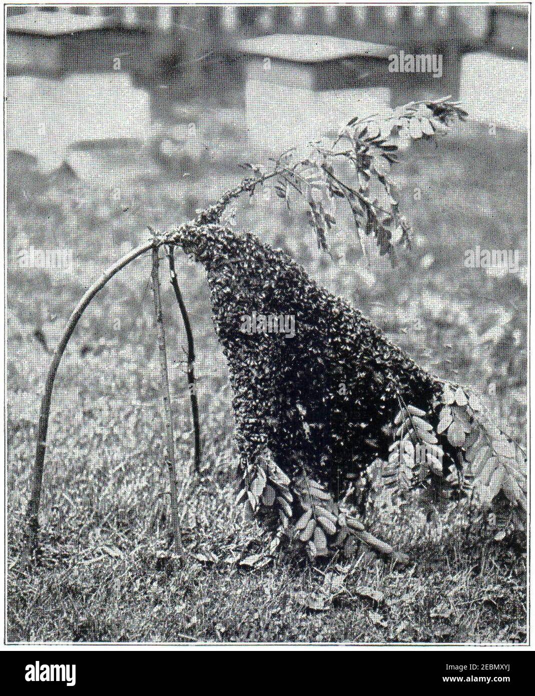 NSRW Bee Swarm Stock Photo - Alamy