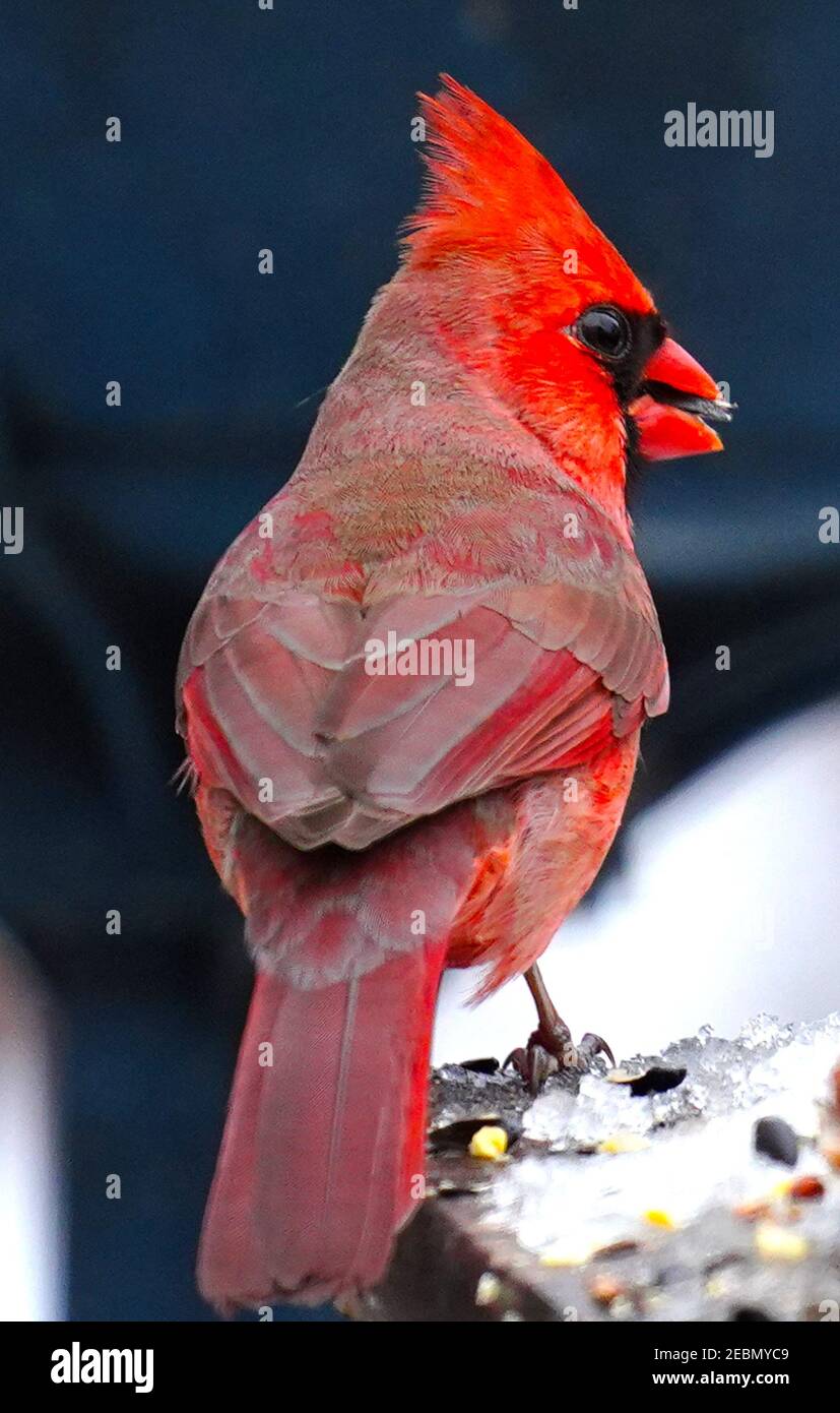 Male Northern Cardinal in the snow Stock Photo - Alamy