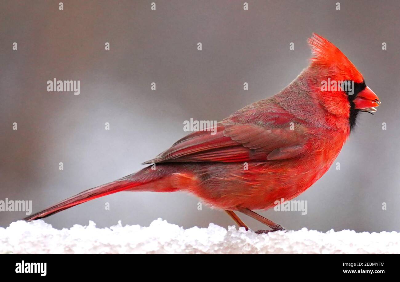 Male Northern Cardinal in the snow Stock Photo - Alamy