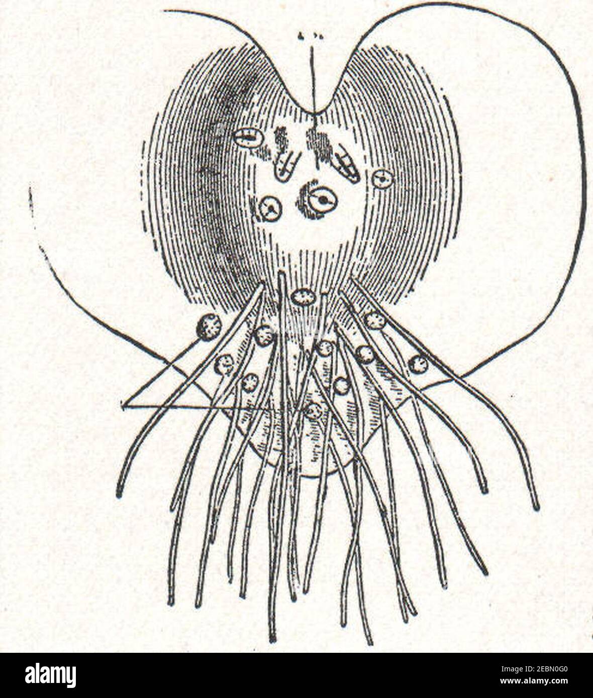 Prothallium High Resolution Stock Photography and Images - Alamy