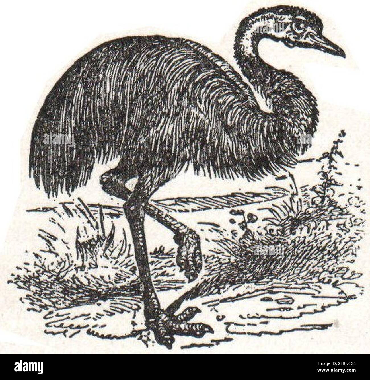 Emeu hi-res stock photography and images - Alamy