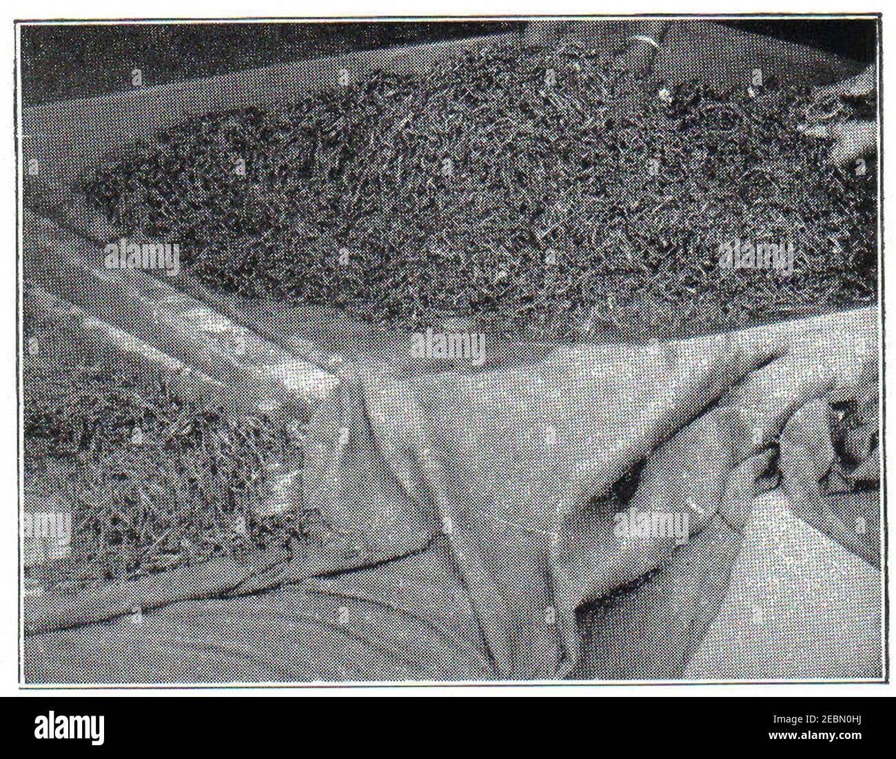 Fermenting tea hi-res stock photography and images - Alamy