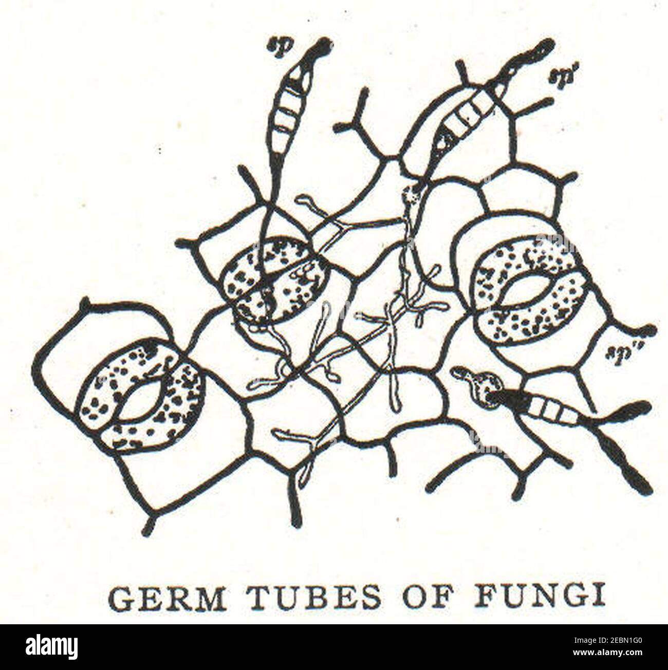 NSRW Germ Tubes of Fungi Stock Photo - Alamy