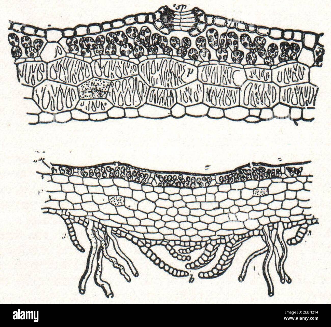 Hepaticae hi-res stock photography and images - Alamy