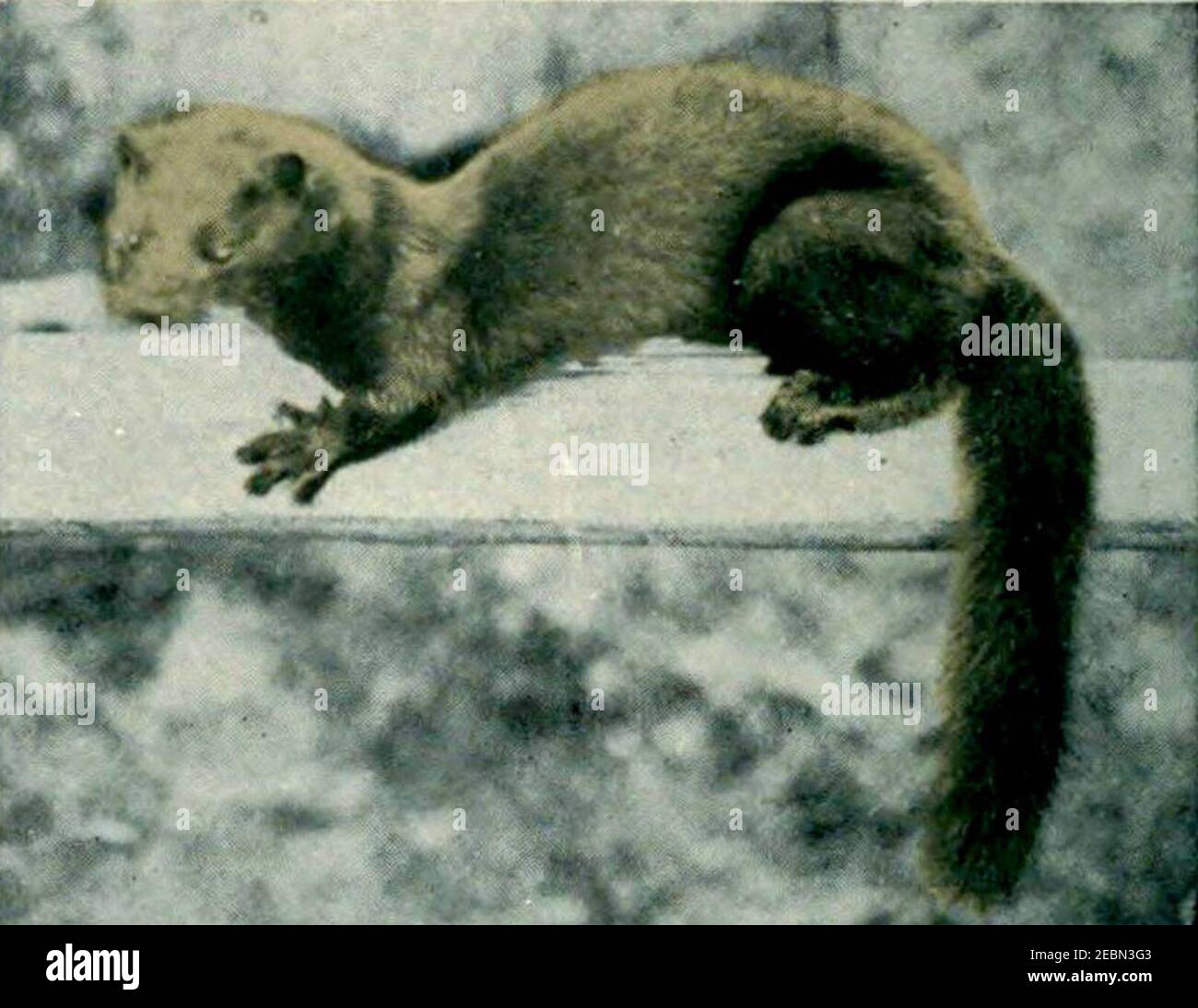 NSRW Mink (color Stock Photo - Alamy