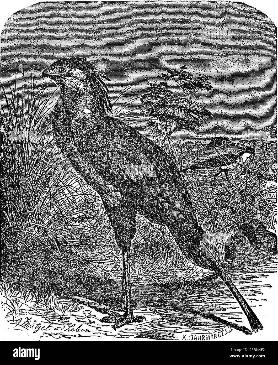 Secretary bird Black and White Stock Photos & Images - Alamy