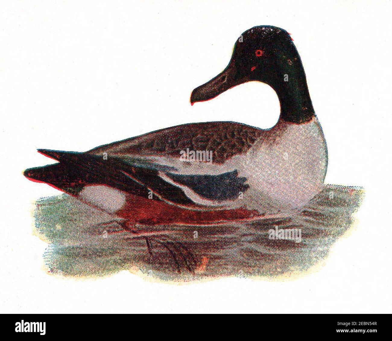 Spoonbill duck hi-res stock photography and images - Alamy