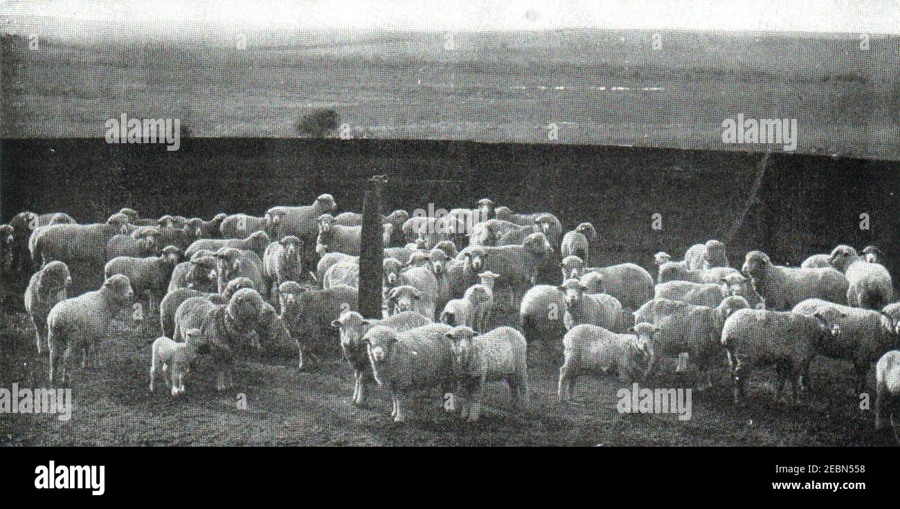 NSRW Story of Wool - a sheep fold Stock Photo - Alamy