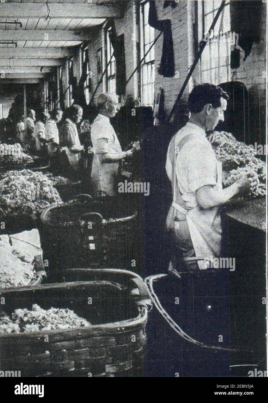 NSRW Story of Wool - sorting raw wool into grades Stock Photo - Alamy