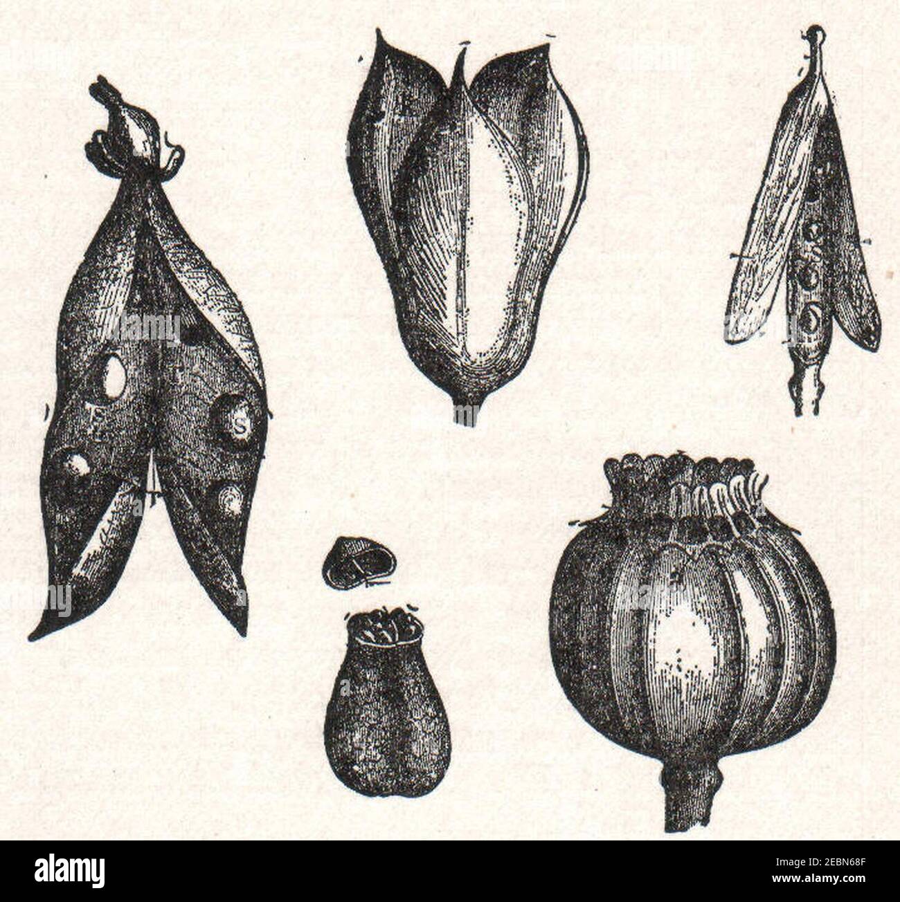 Various fruit forms hi-res stock photography and images - Alamy