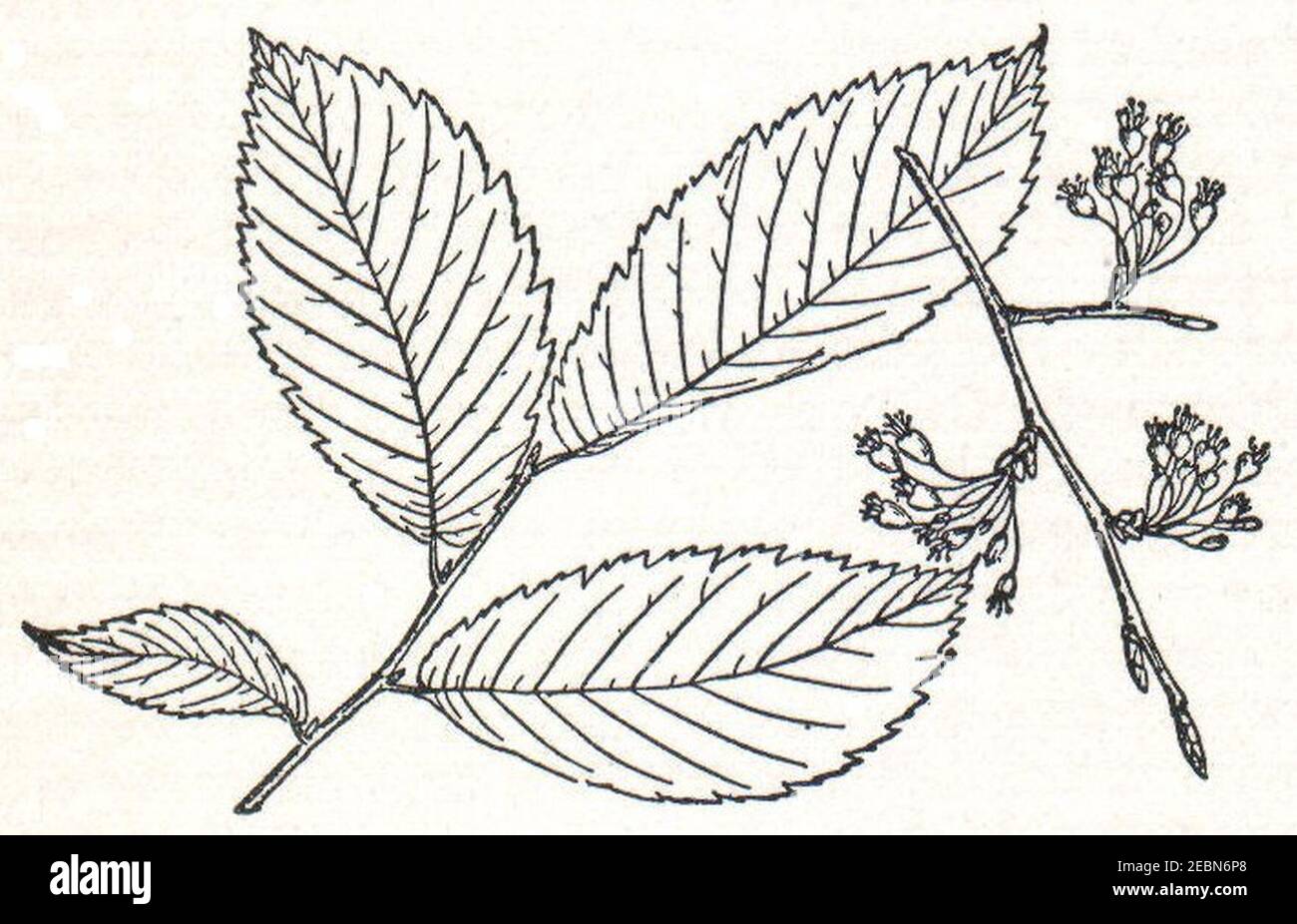 White elm hi-res stock photography and images - Alamy