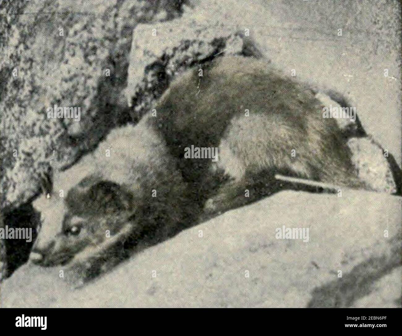 NSRW Weasel (color Stock Photo - Alamy