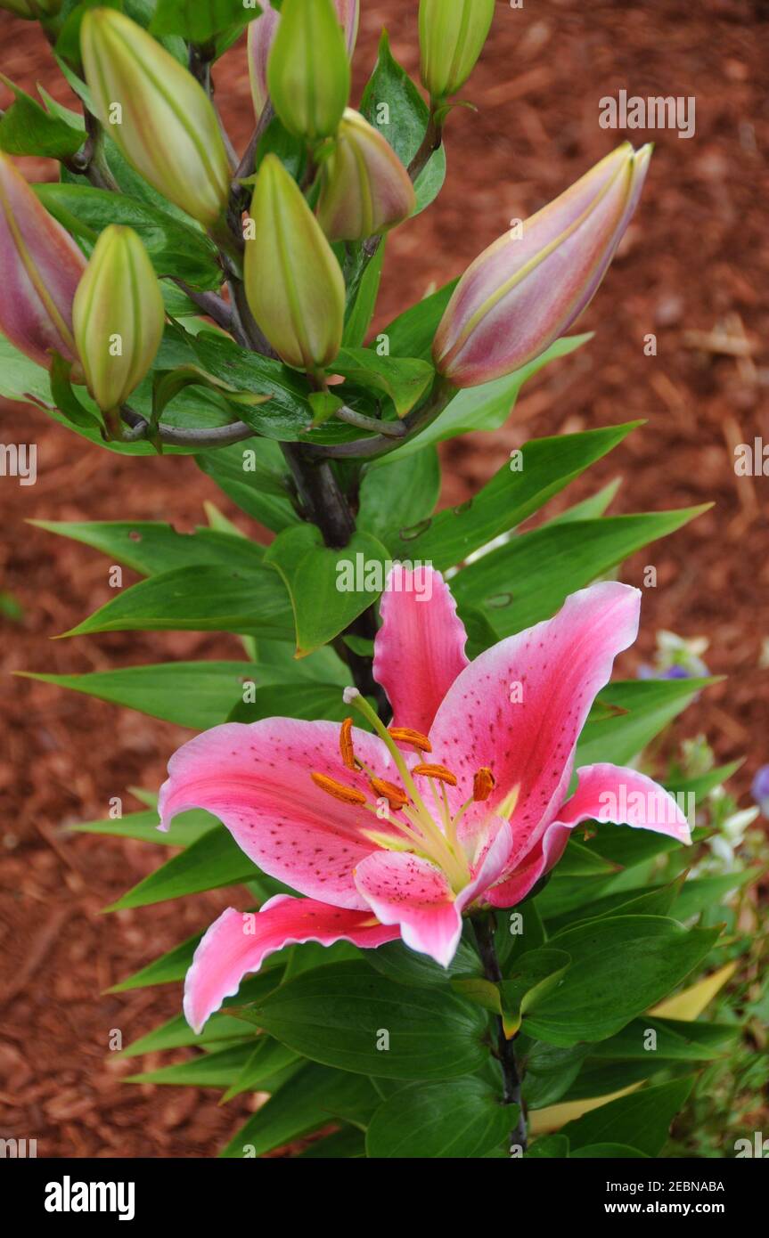 Lily express starlight hi-res stock photography and images - Alamy