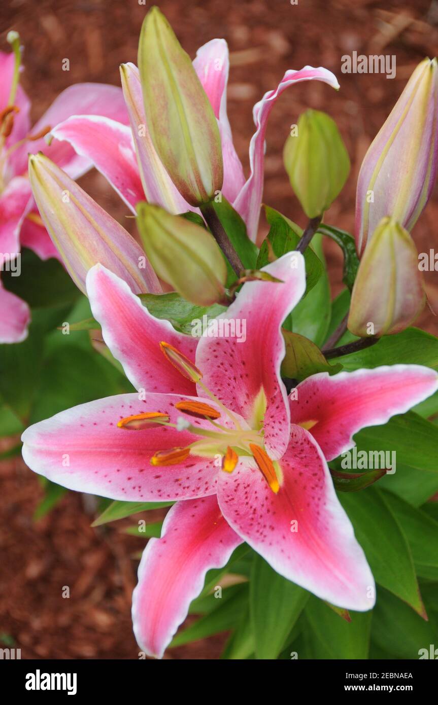Starlight express lily hi-res stock photography and images - Alamy