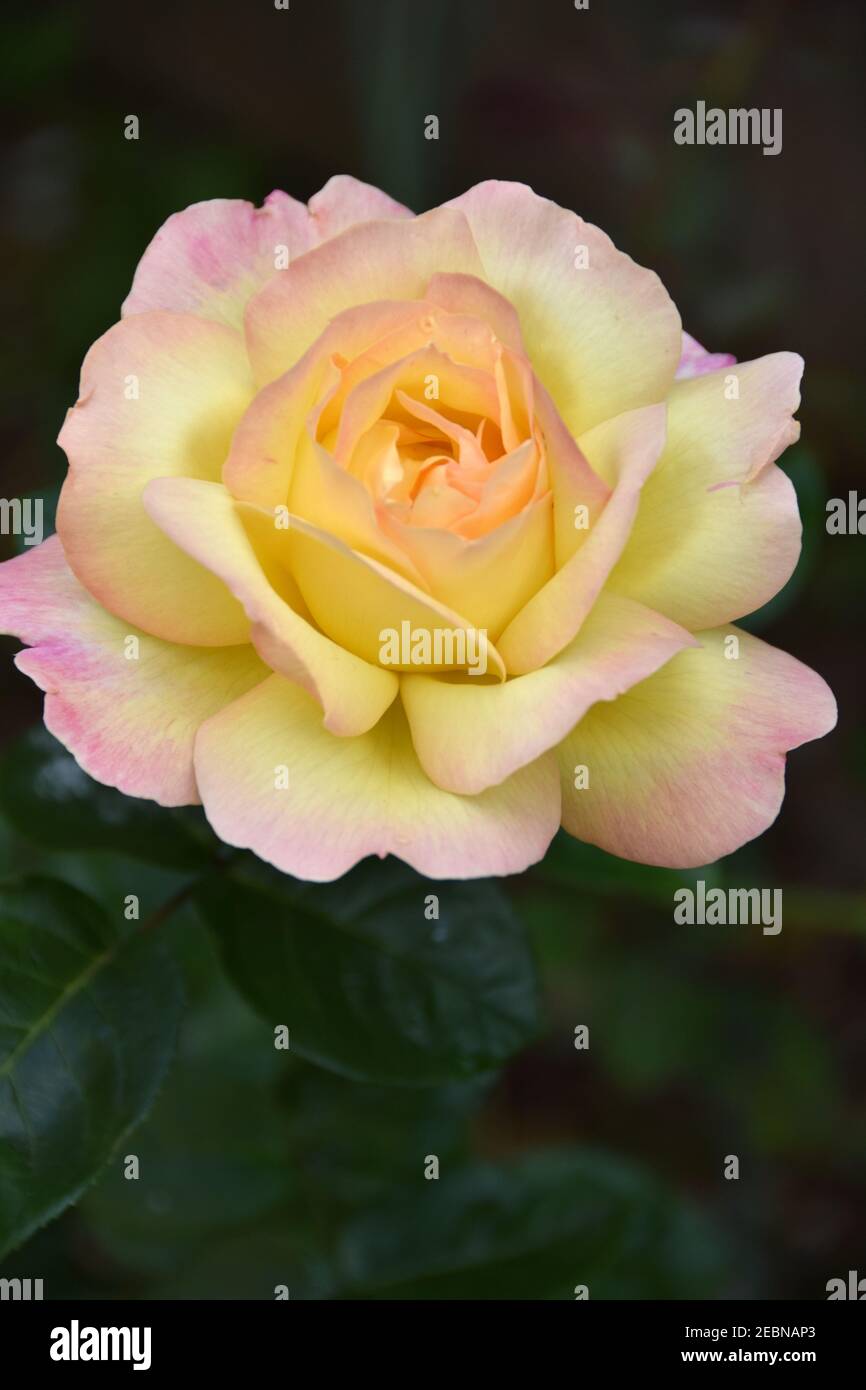 Bicolor rose hi-res stock photography and images - Alamy