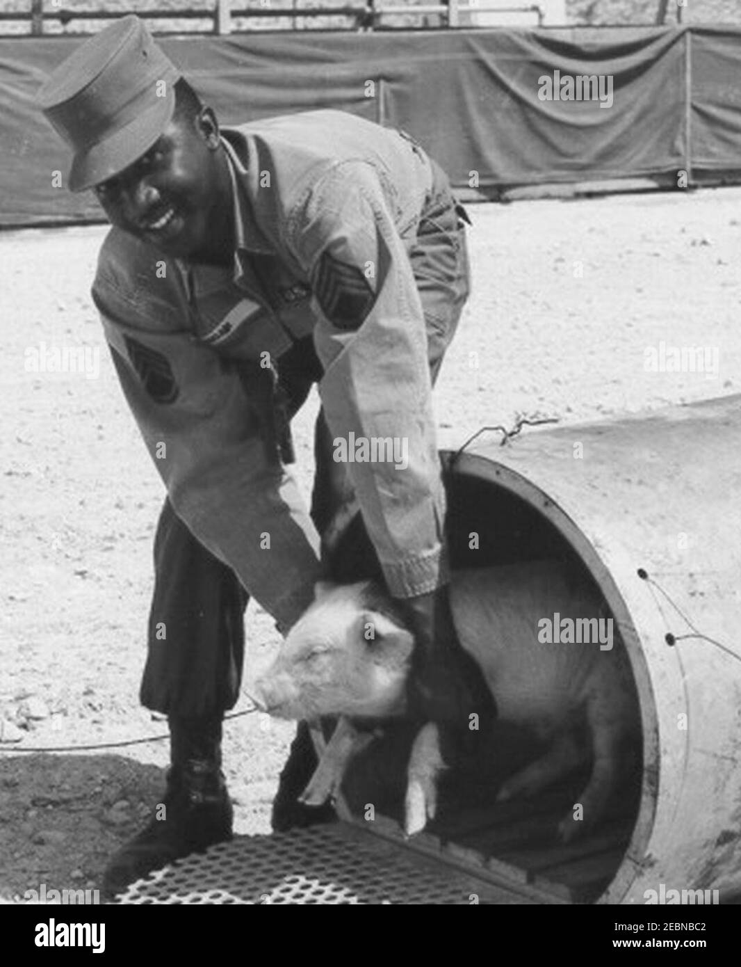 Nuclear test explosion experiment on pig, June 1957 United States ...