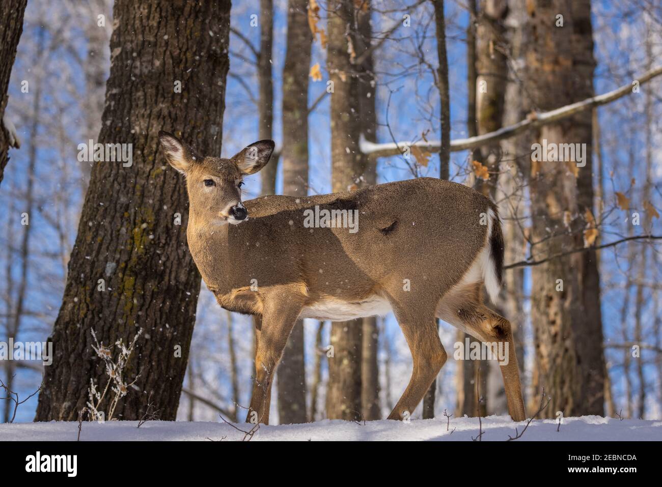 White tailed deer doe in falling snow hi-res stock photography and ...