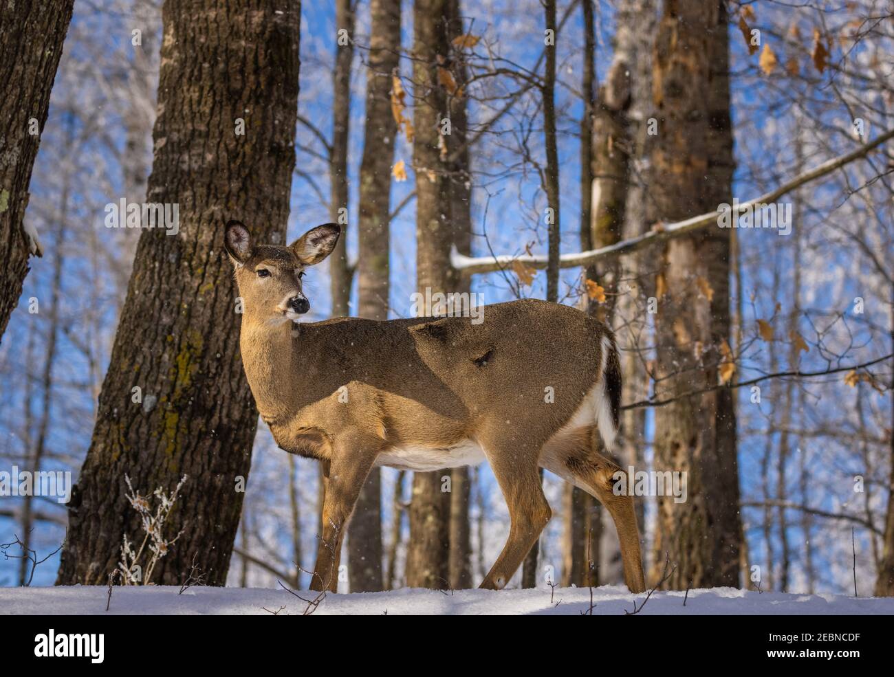 White tailed deer doe in falling snow hi-res stock photography and ...