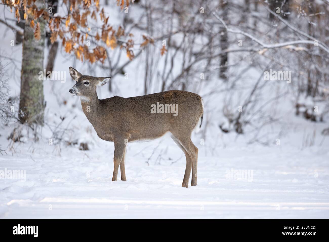 White oak tree, us hi-res stock photography and images - Alamy