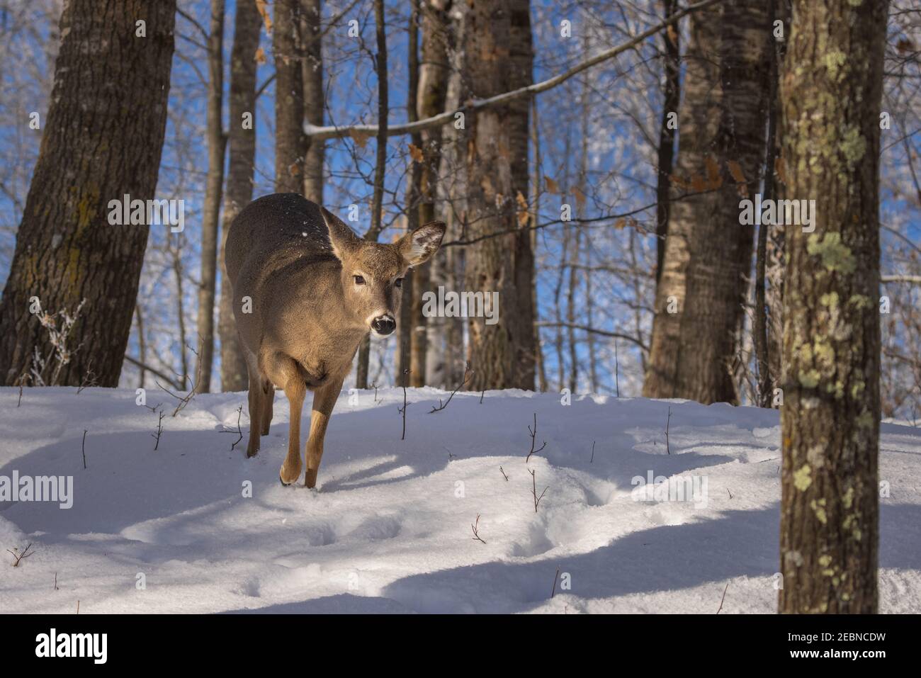 White tailed deer doe in falling snow hi-res stock photography and ...