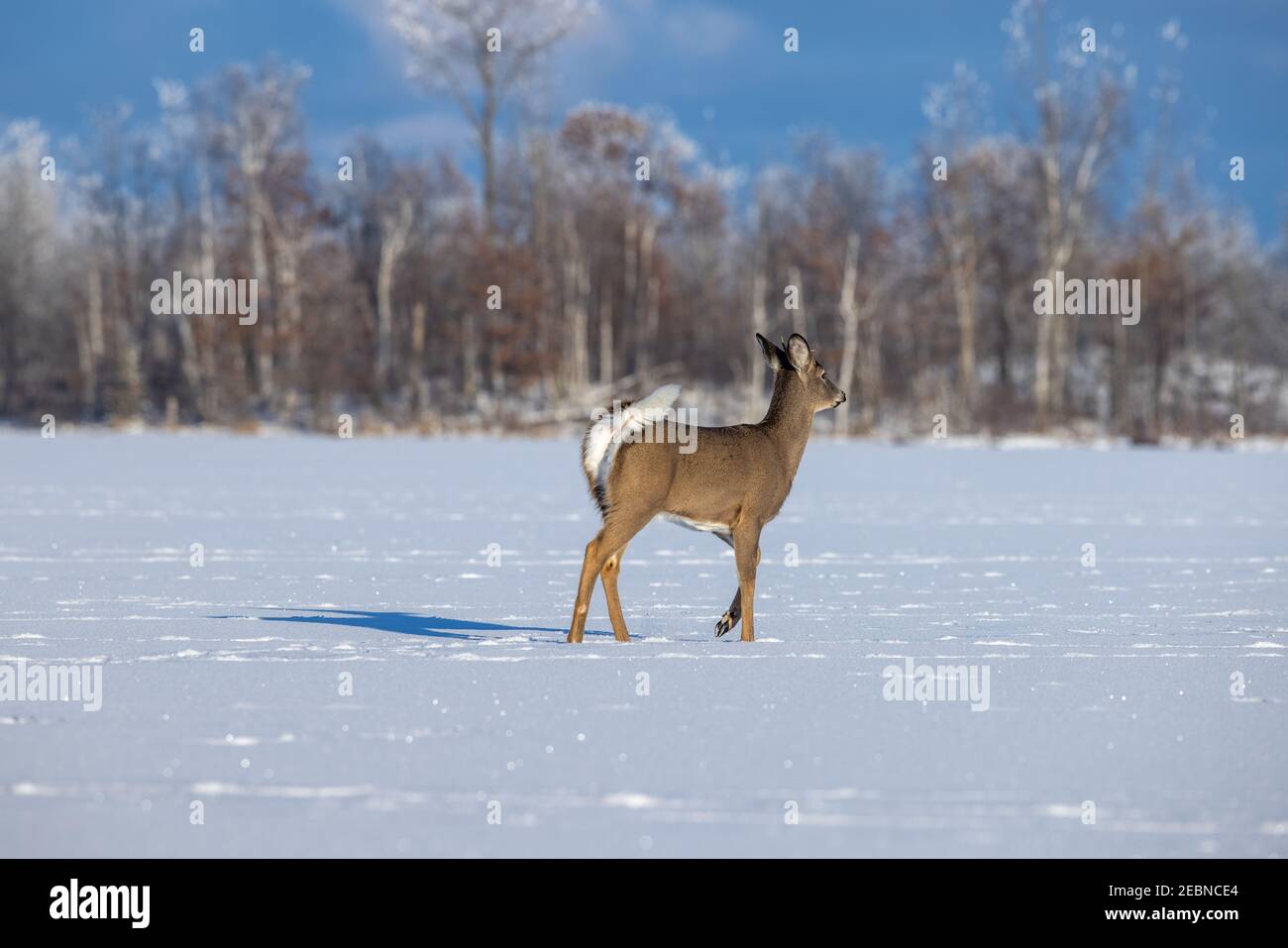 White-tailed buck walking across a frozen lake in northern Wisconsin ...