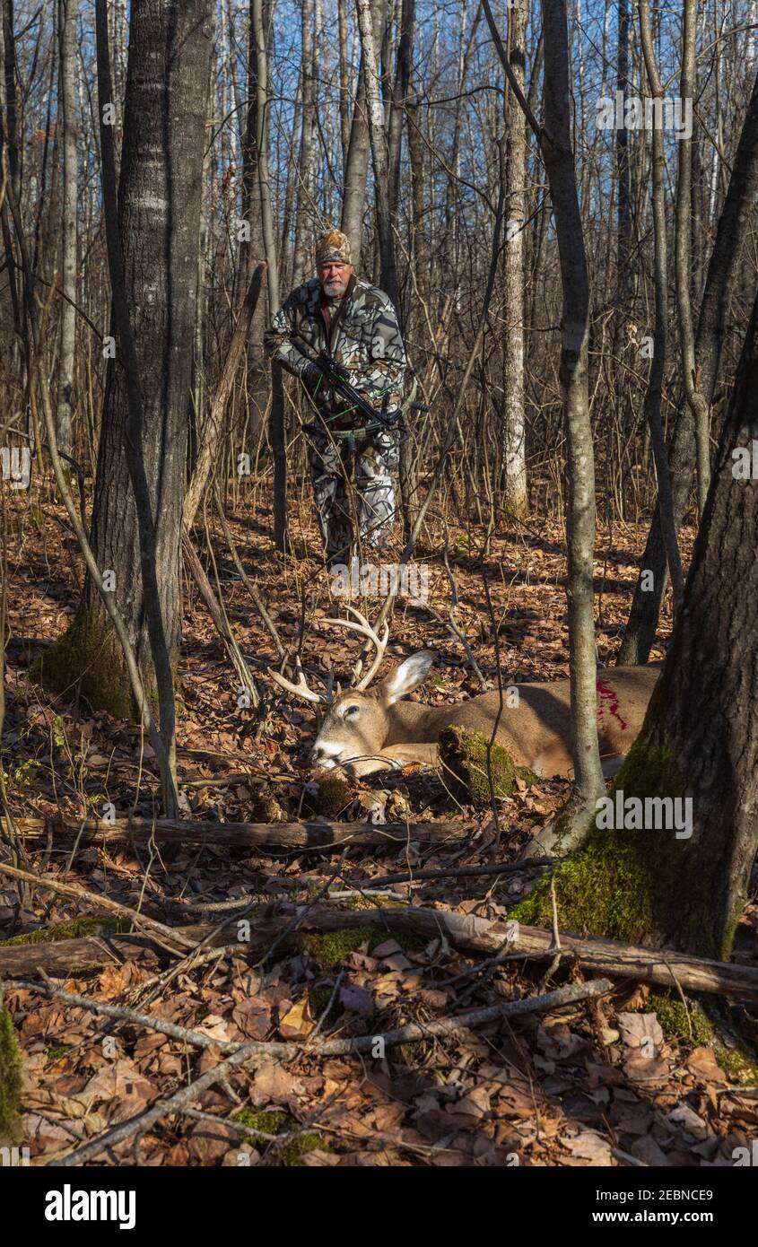 Crossbow hunter approaches his kill in northern Wisconsin Stock Photo ...