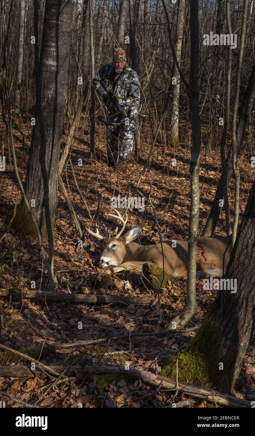 Crossbow hunter approaches his kill in northern Wisconsin Stock Photo ...