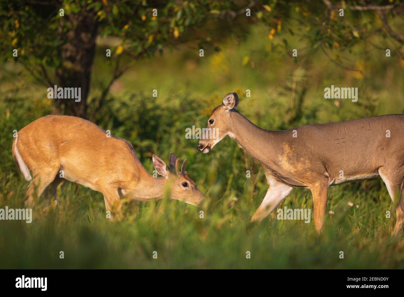Mule Deer Doe Vs Whitetail Doe