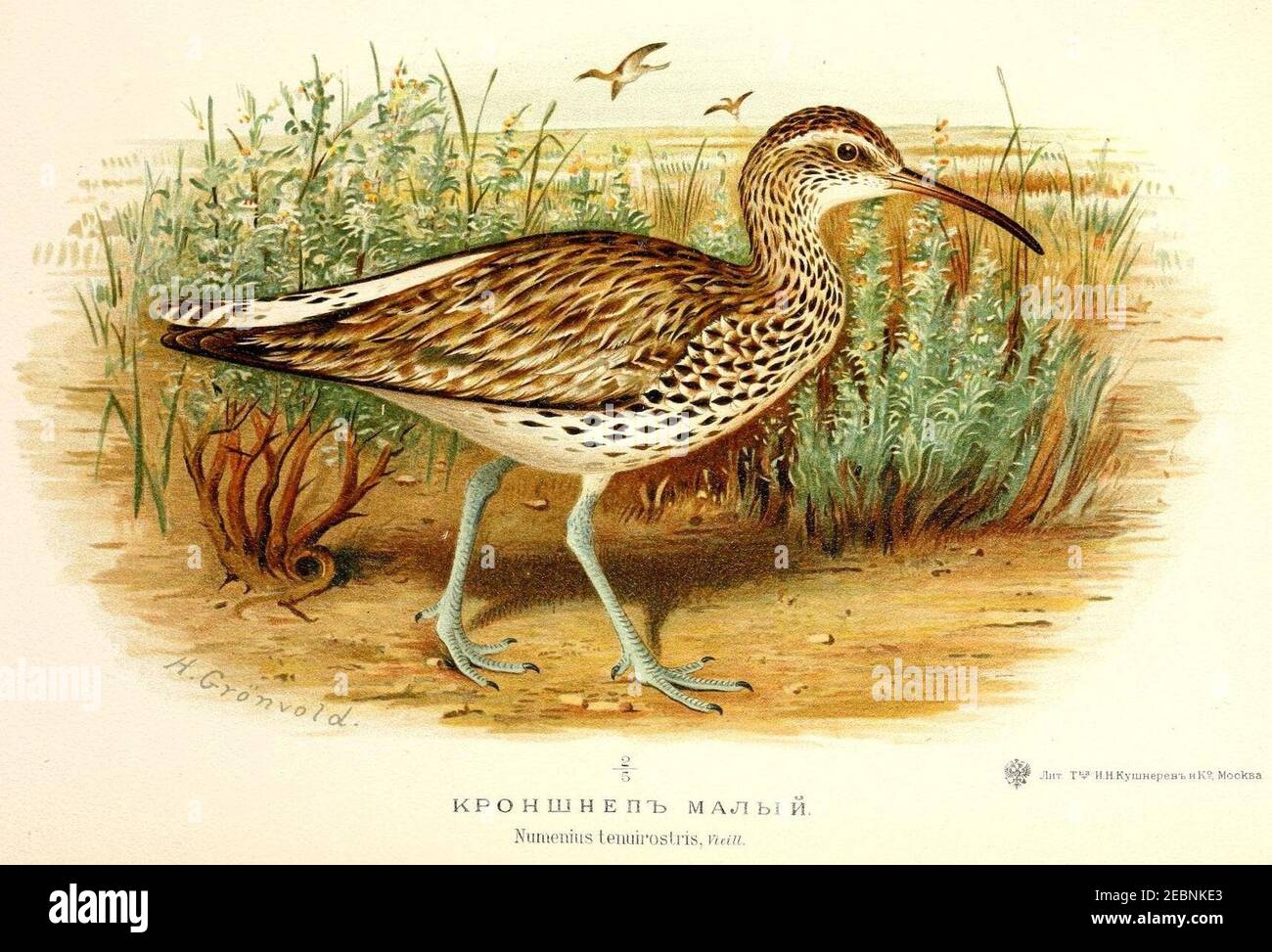 Numenius tenuirostris hi-res stock photography and images - Alamy