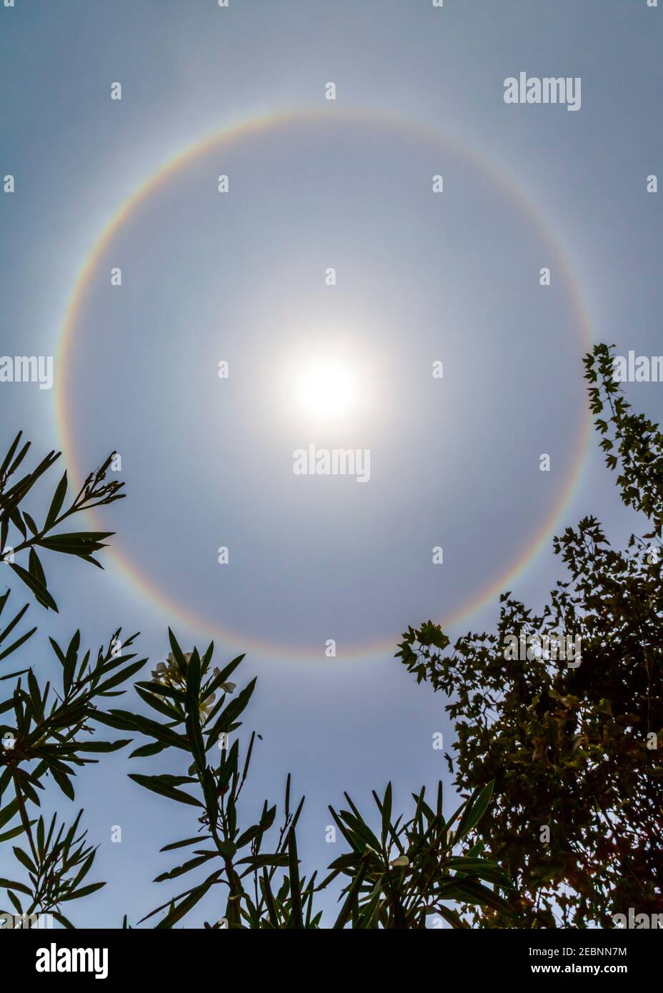 Rare solar halo phenomenon, framed by trees in silhouette Stock Photo ...