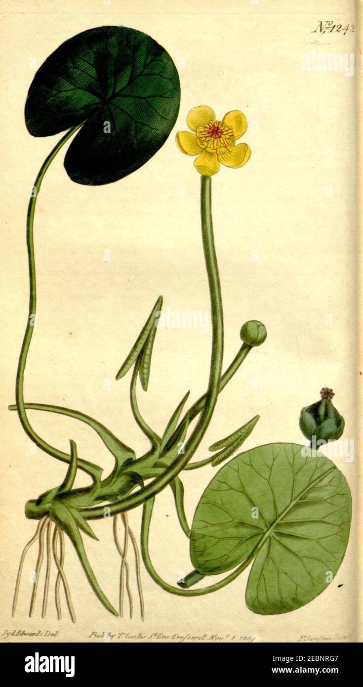 Nuphar microphylla Bot. Mag. 31. 1243. 1809 Stock Photo - Alamy