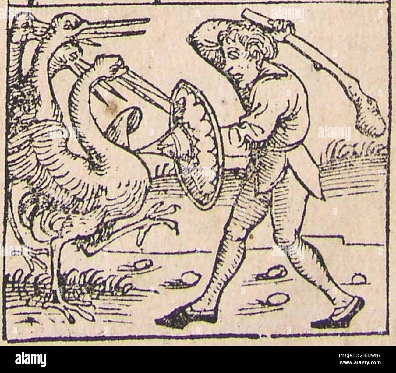 Nuremberg chronicles - Strange People - Pygmy (XIIr Stock Photo - Alamy