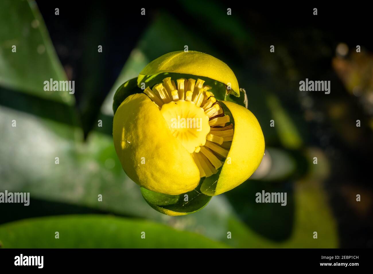 Top down view of a Spatterdock (Nuphar advena) bloom in Springtime ...