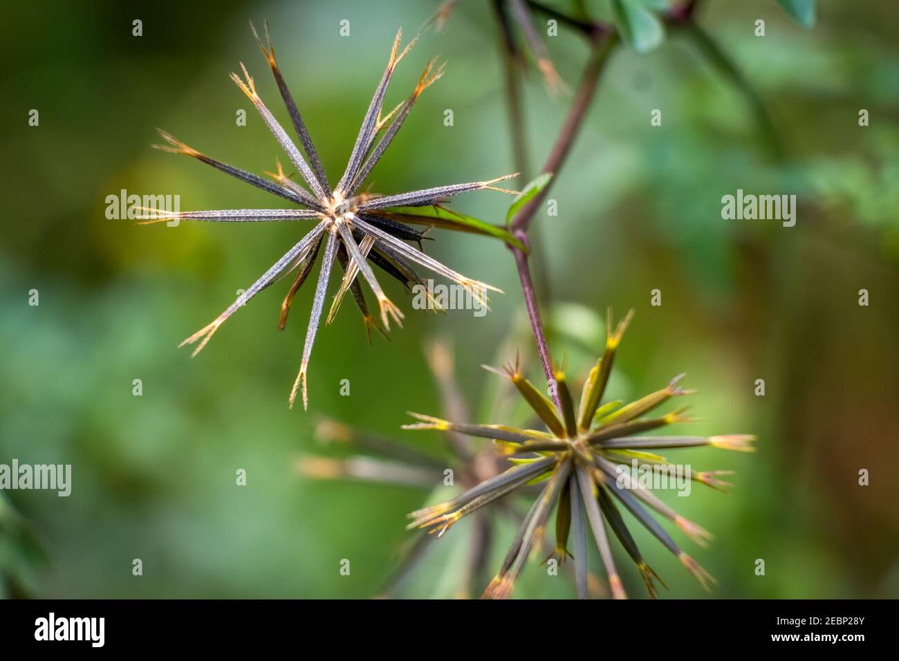 The spiky seed heads of the Spanish Needles plant (Bidens bipinnata ...