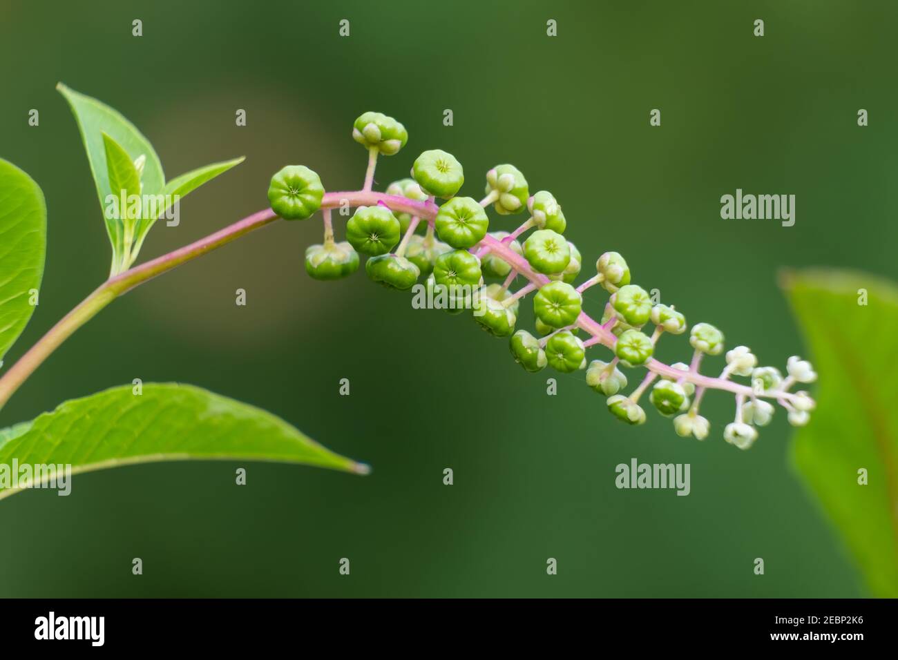 Beautiful pokeweed hi-res stock photography and images - Alamy