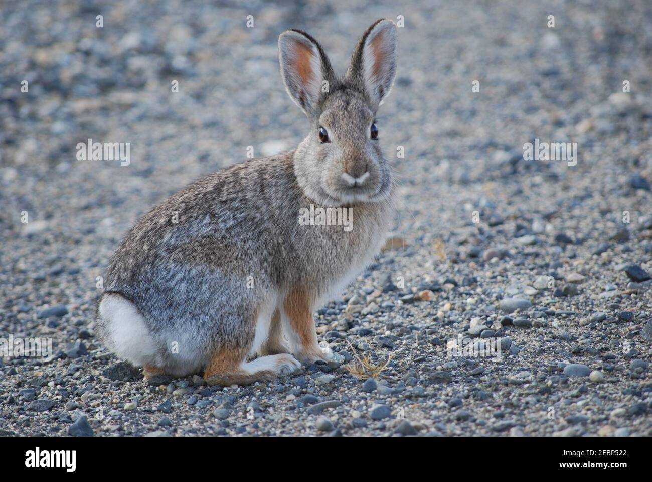 Nuttalls cottontail hi-res stock photography and images - Alamy