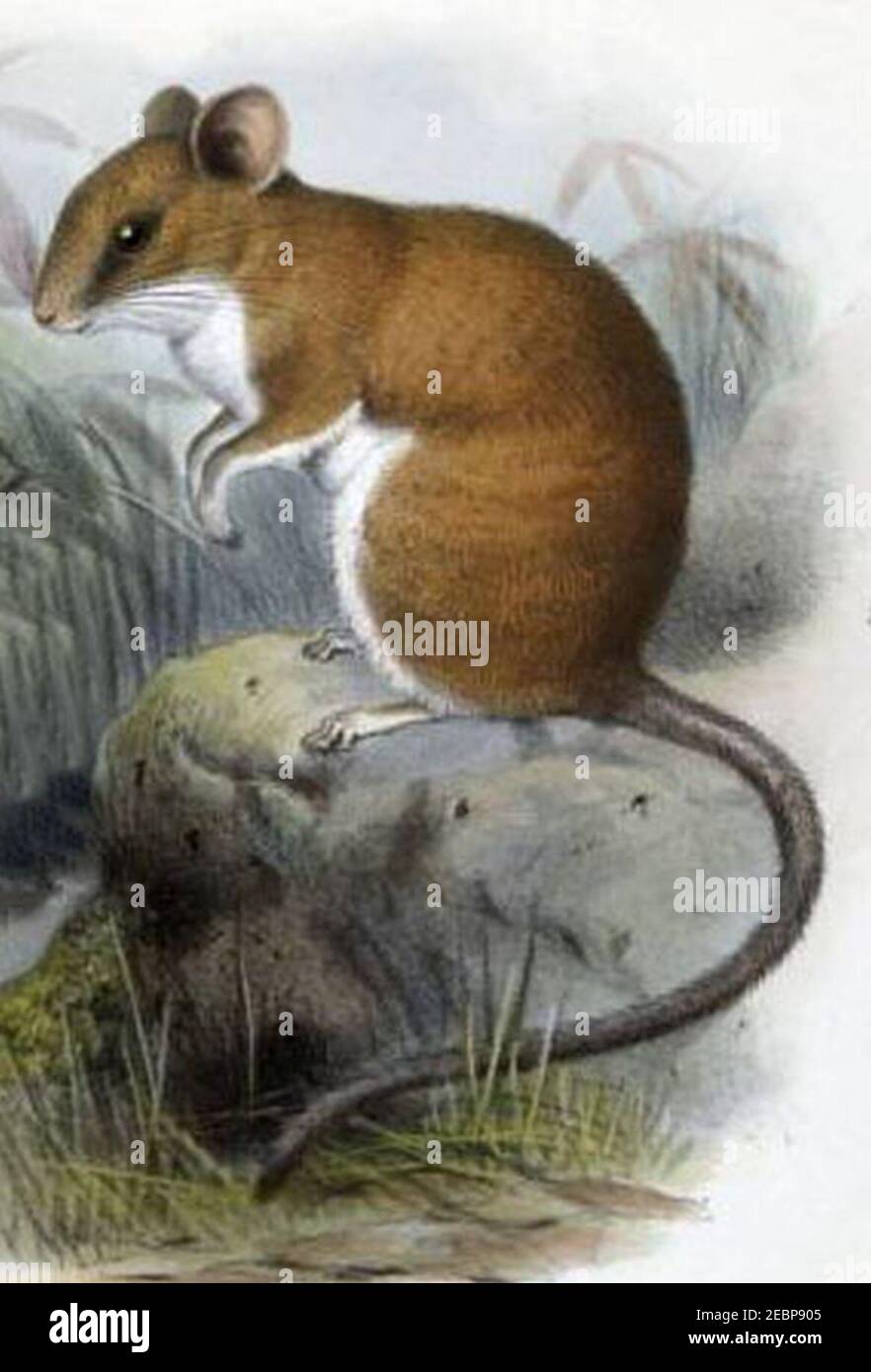 Sumichrasti hi-res stock photography and images - Alamy