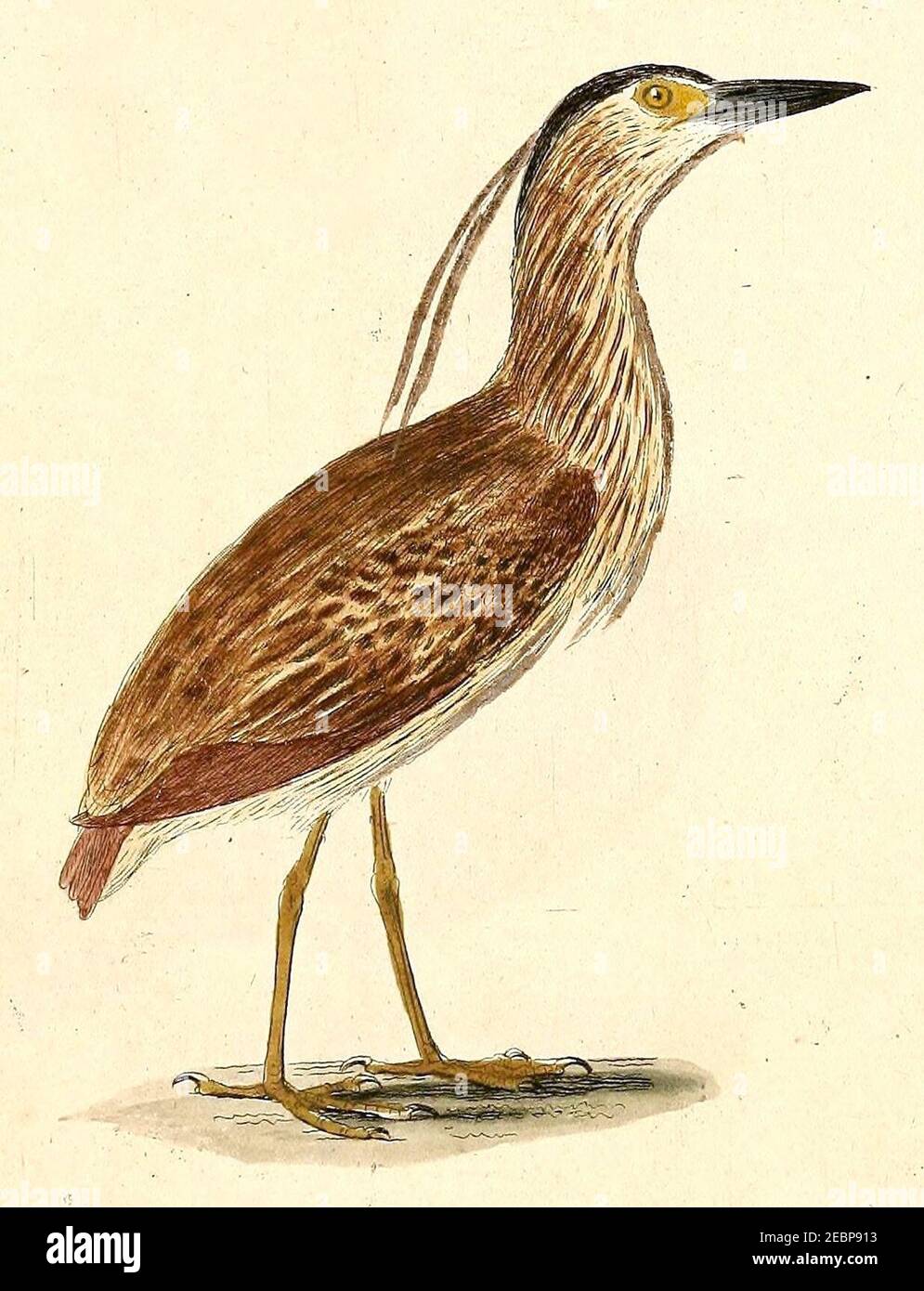 Nycticorax caledonicus crassirostris Stock Photo - Alamy