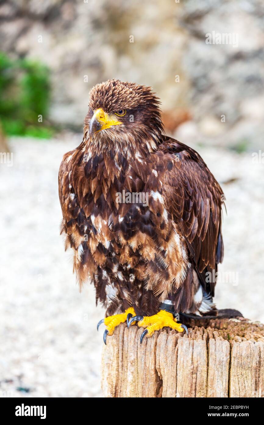 european eagle with bright yellow beak and claws Stock Photo - Alamy