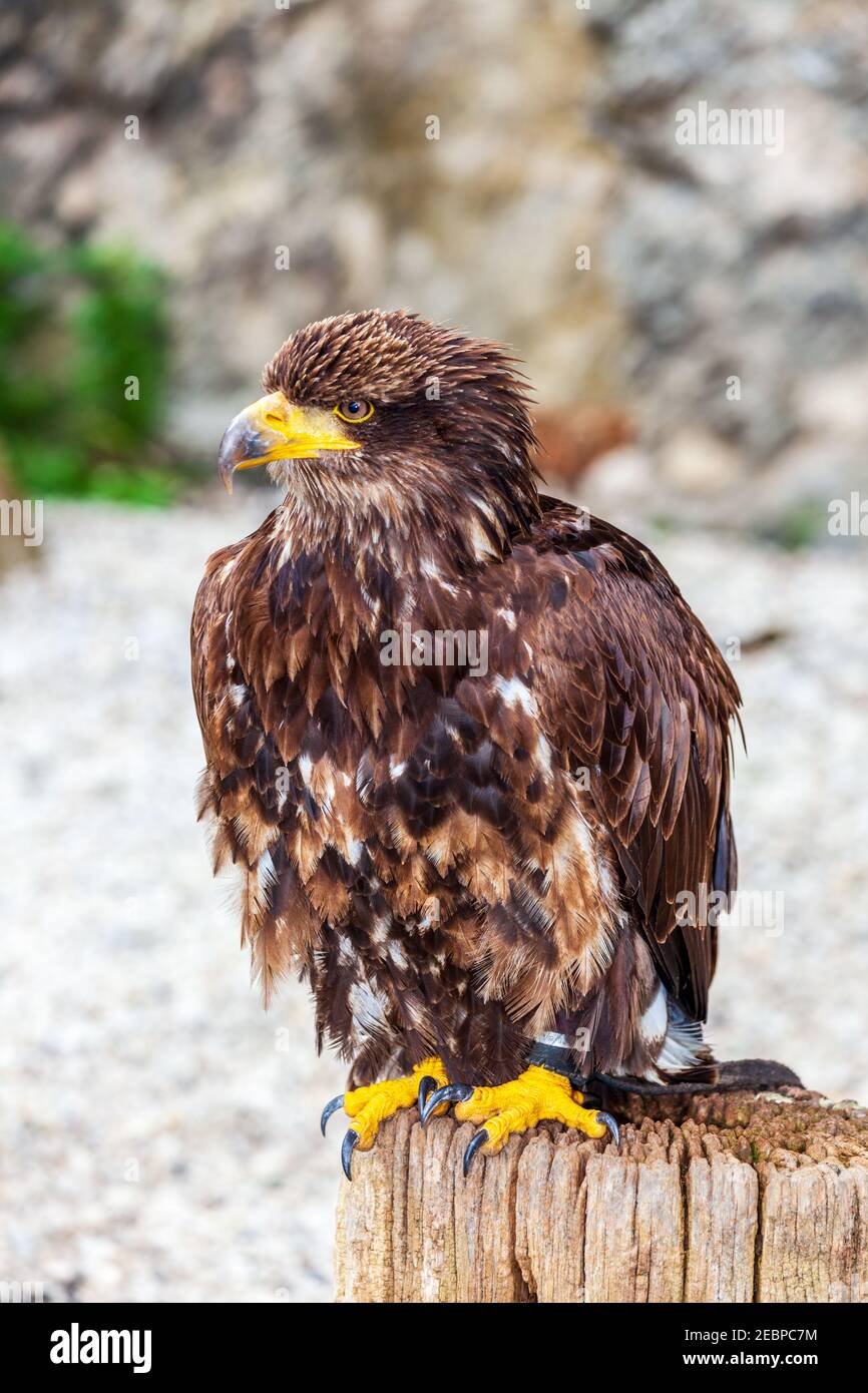 european eagle with bright yellow beak and claws Stock Photo - Alamy