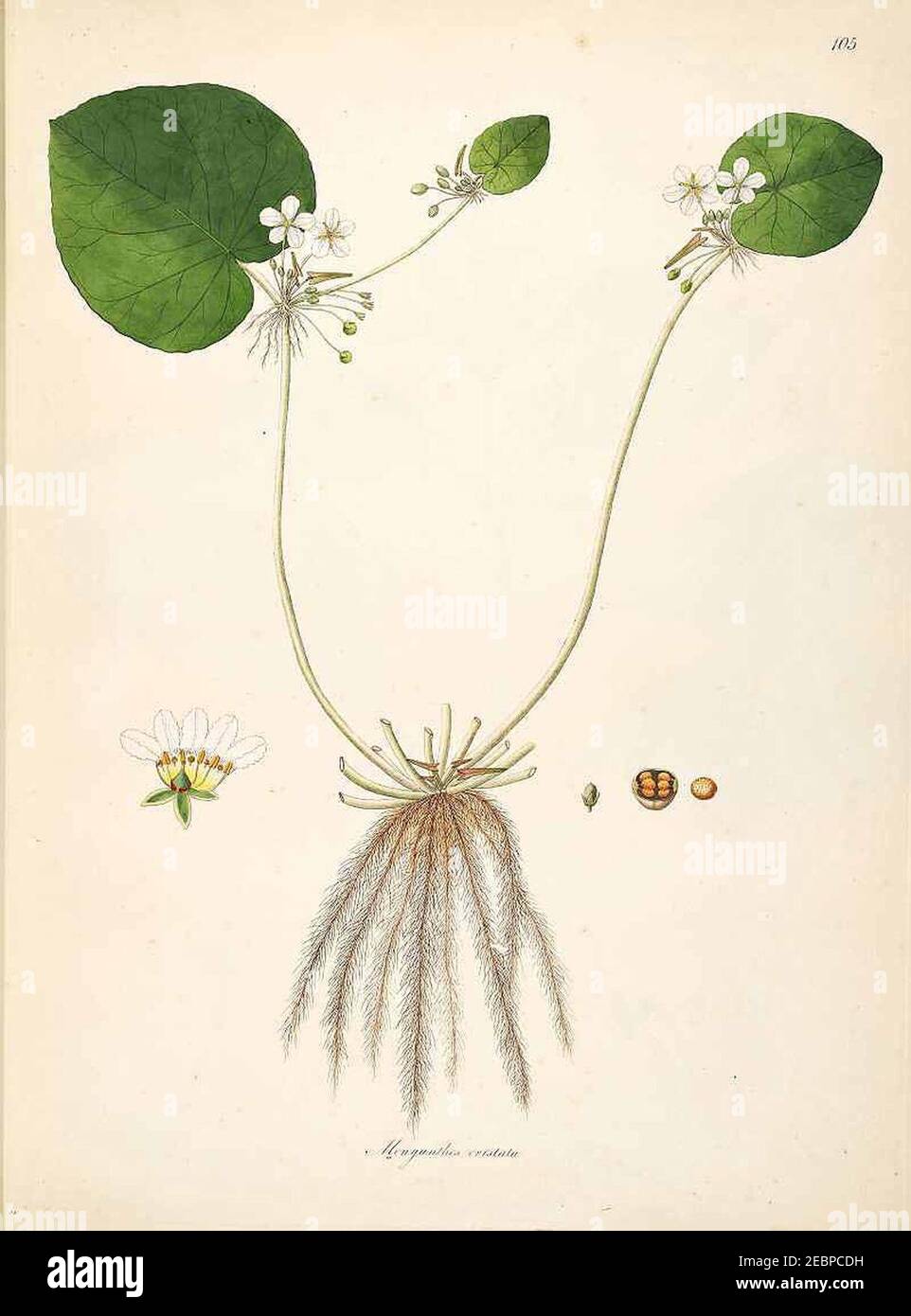 Nymphoides cristata hi-res stock photography and images - Alamy