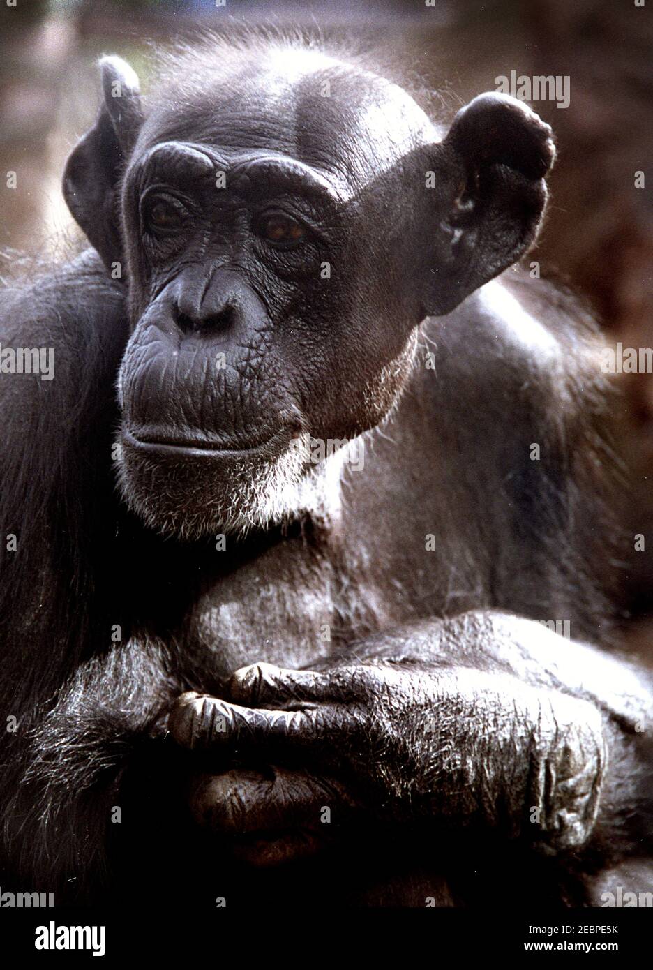 The chimpanzee, also known as the common chimpanzee, robust chimpanzee ...