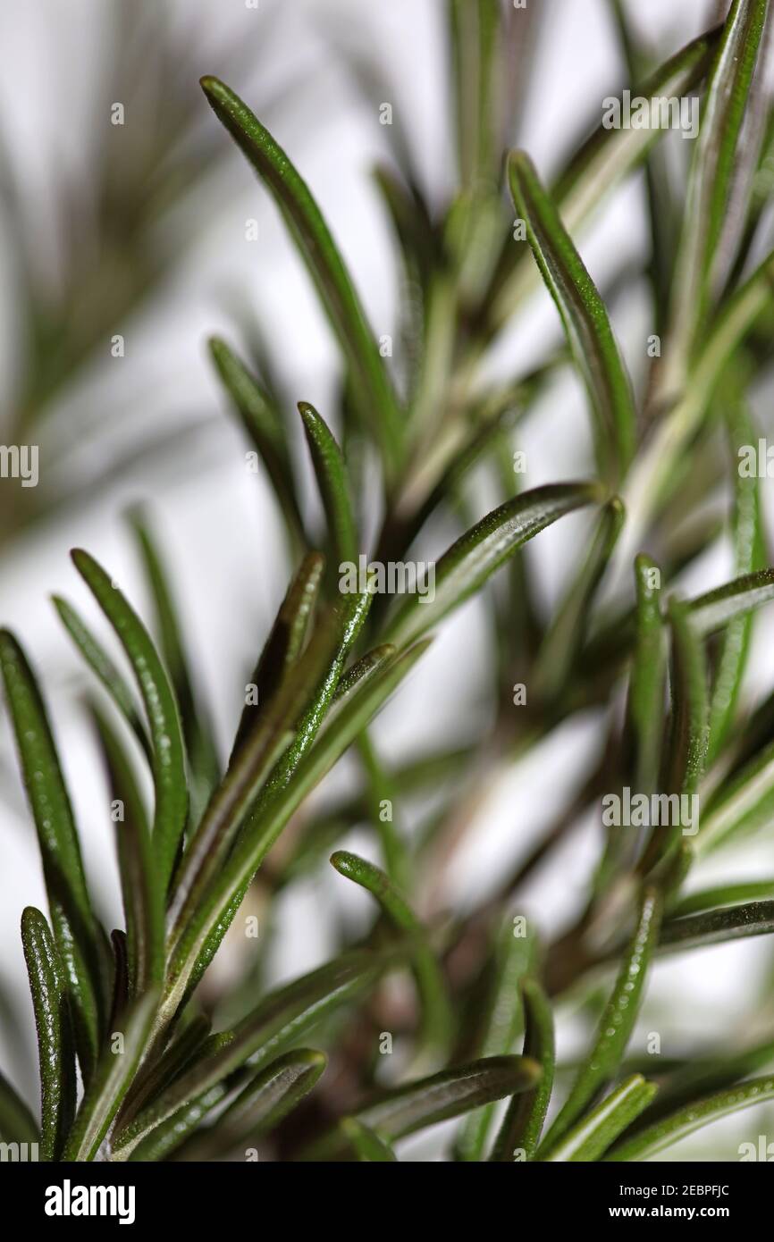 Rosemary aromatic plant Rosmarinus officinalis leaves close up family ...