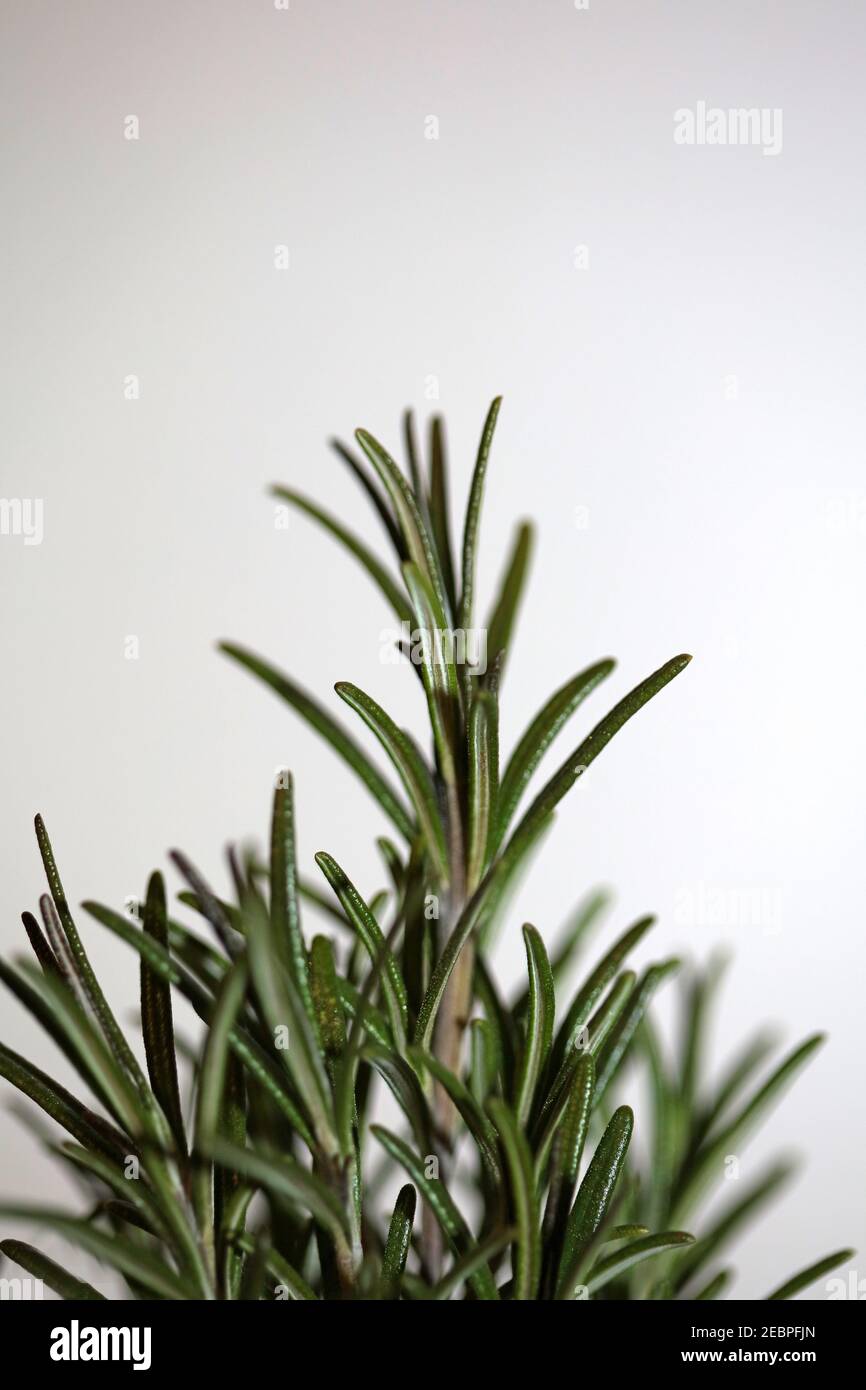 Rosemary aromatic plant Rosmarinus officinalis leaves close up family ...
